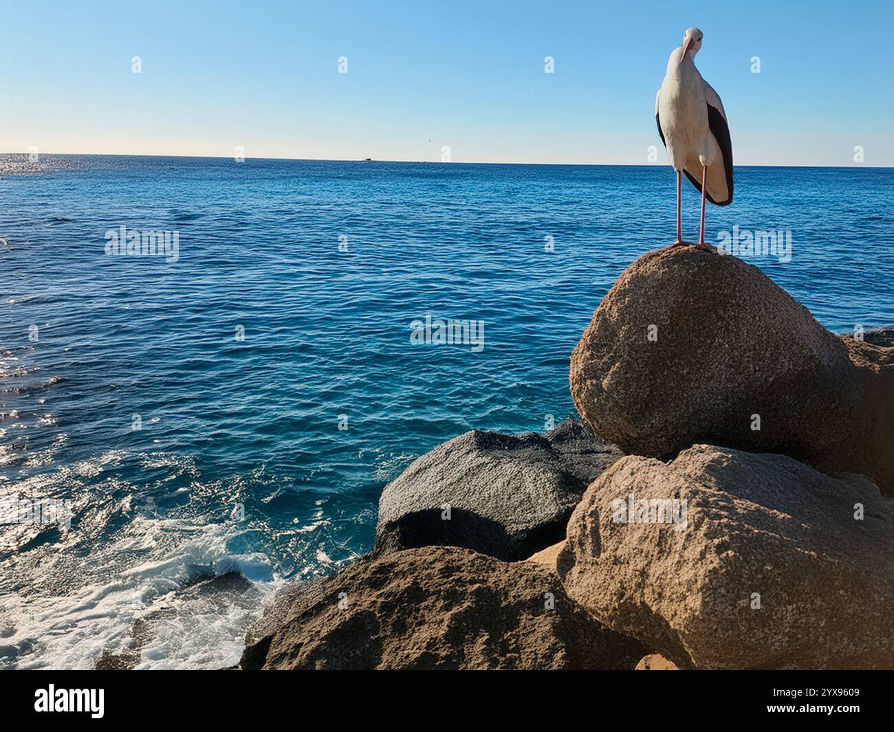 Seagull perching in beach hi-res stock photography and images - Alamy
