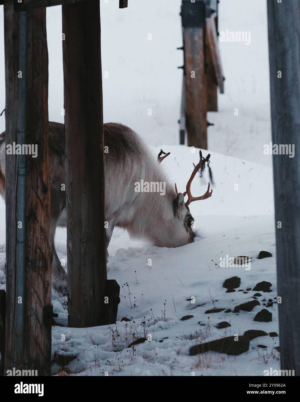 Reindeer smelling food in the snow in Longyearbyen, Svalbard in the ...