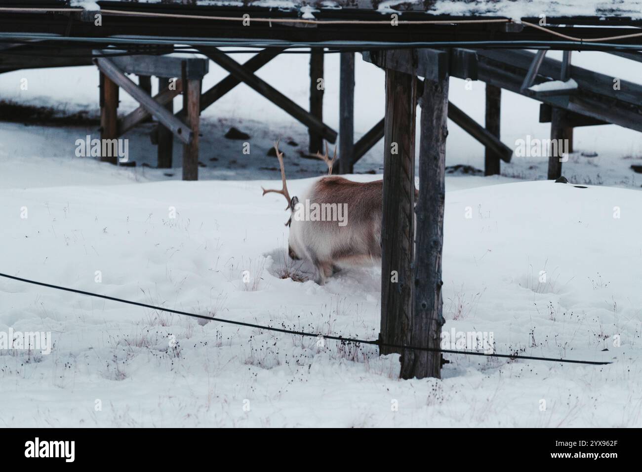 Reindeer stood behind wooden pole in the snow in Longyearbyen, Svalbard ...