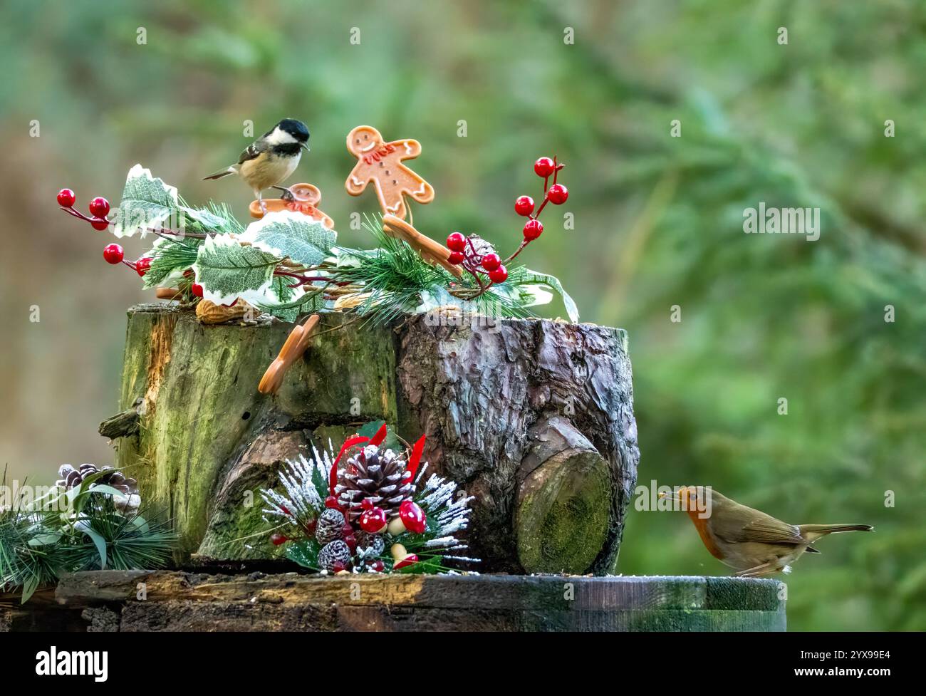 Woodland small birds in the woodland in a Christmas festive scene with ...