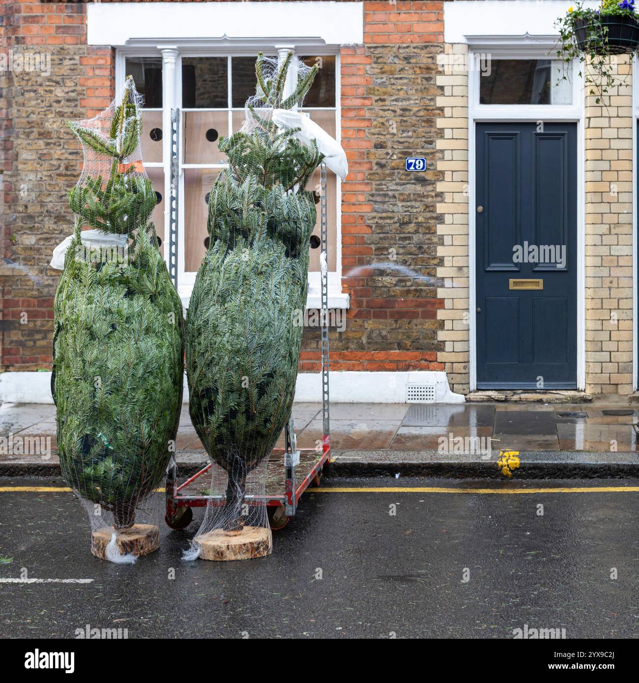 Two Christmas trees wrapped in netting stand outside near the brick ...