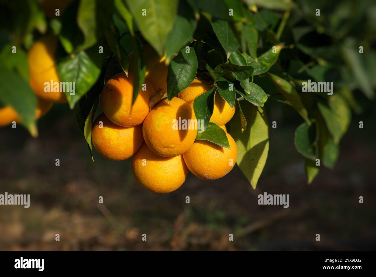 Orange tree citrus sinensis hi-res stock photography and images - Alamy