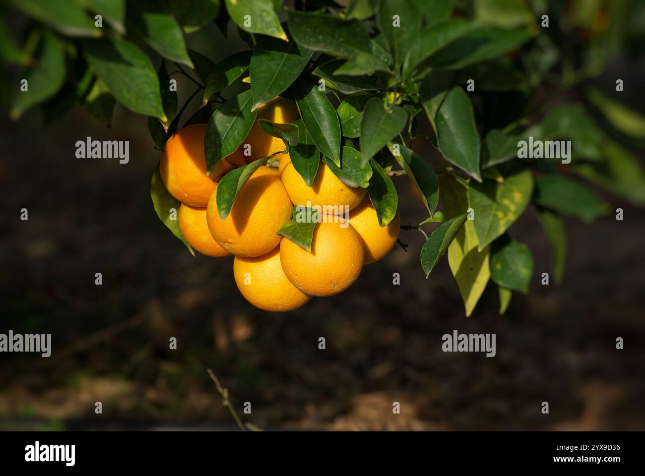 Citrus farming europe hi-res stock photography and images - Alamy