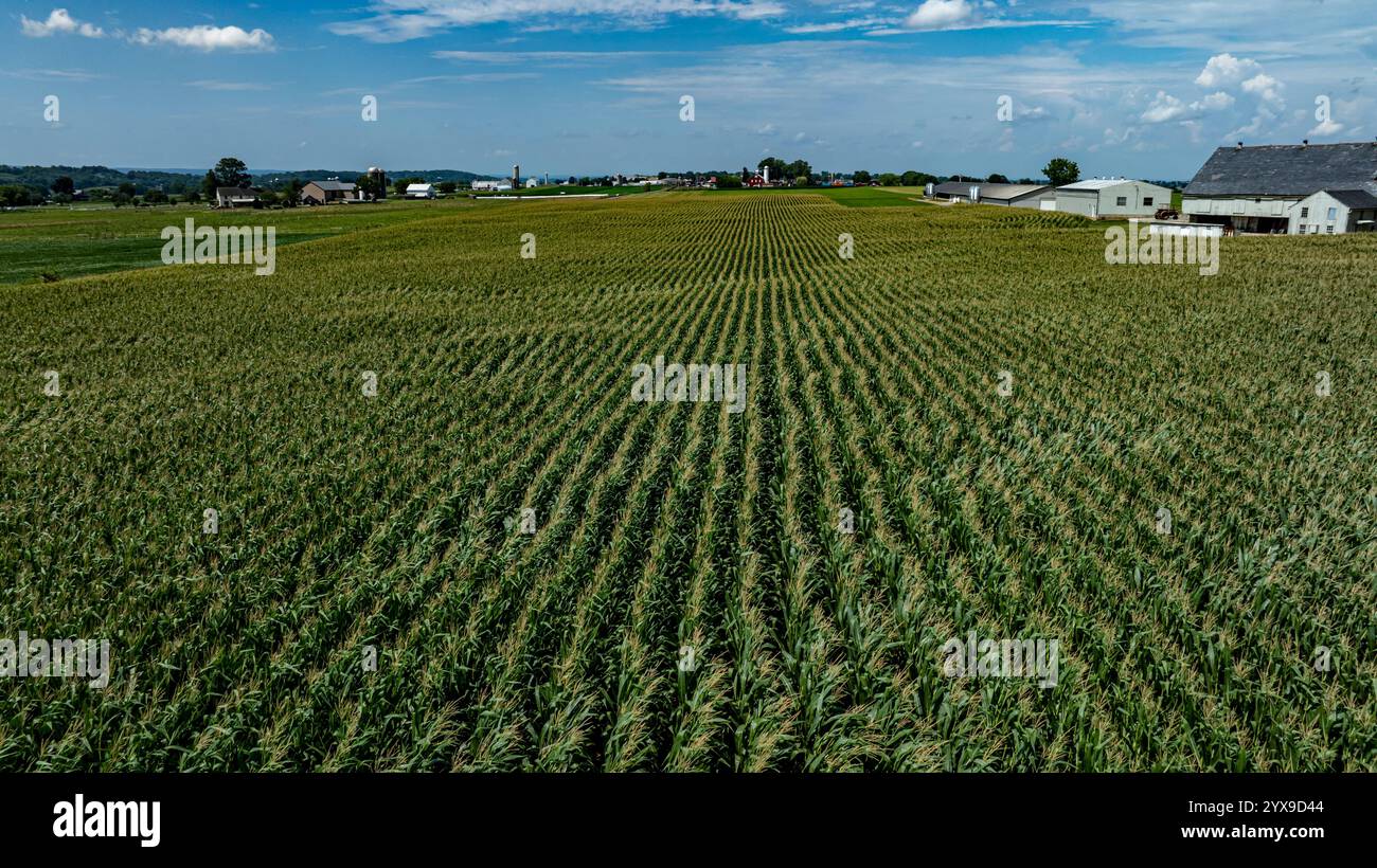 Thriving corn crop hi-res stock photography and images - Alamy