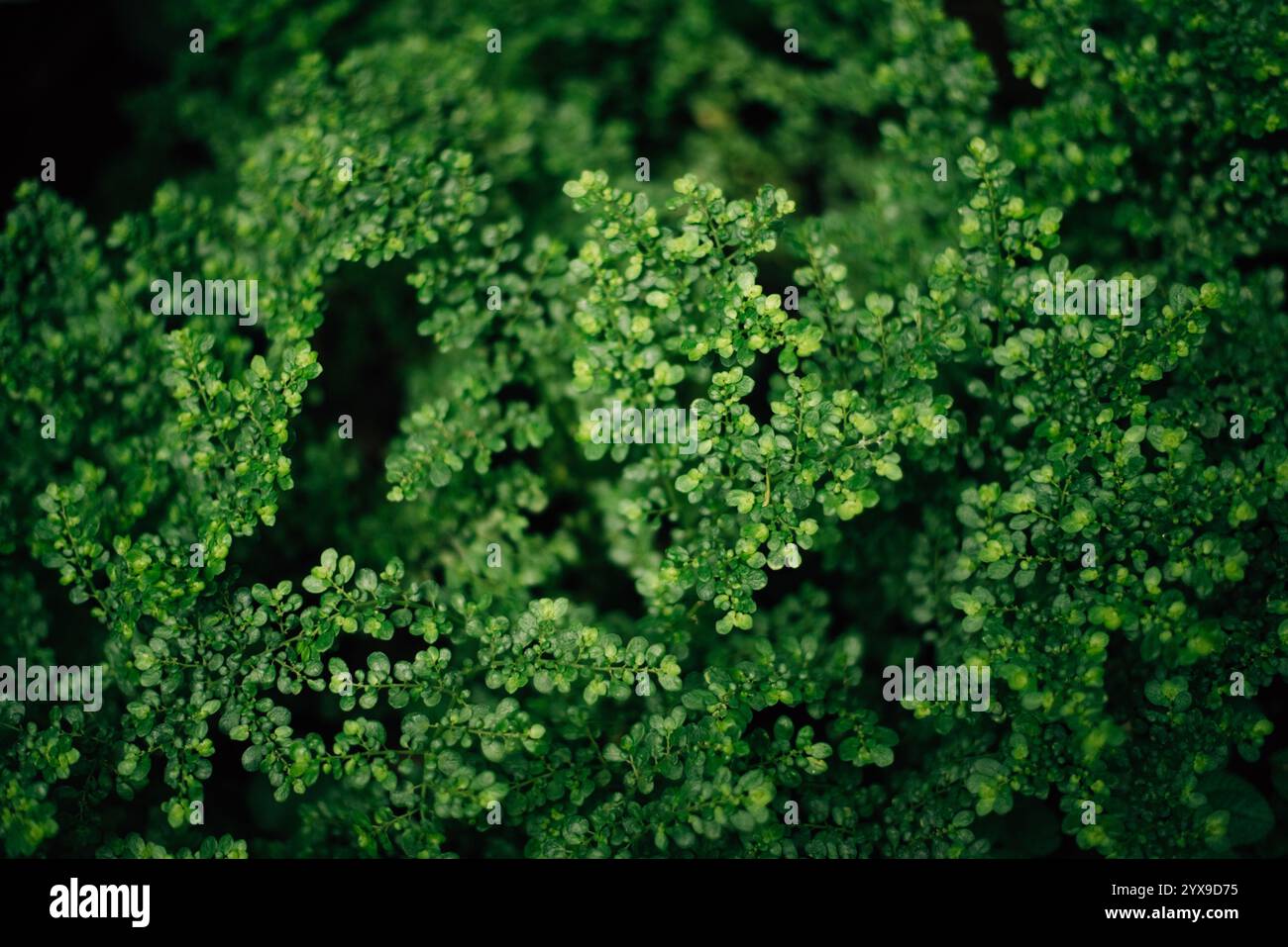 many green plants in the botanical garden Stock Photo - Alamy