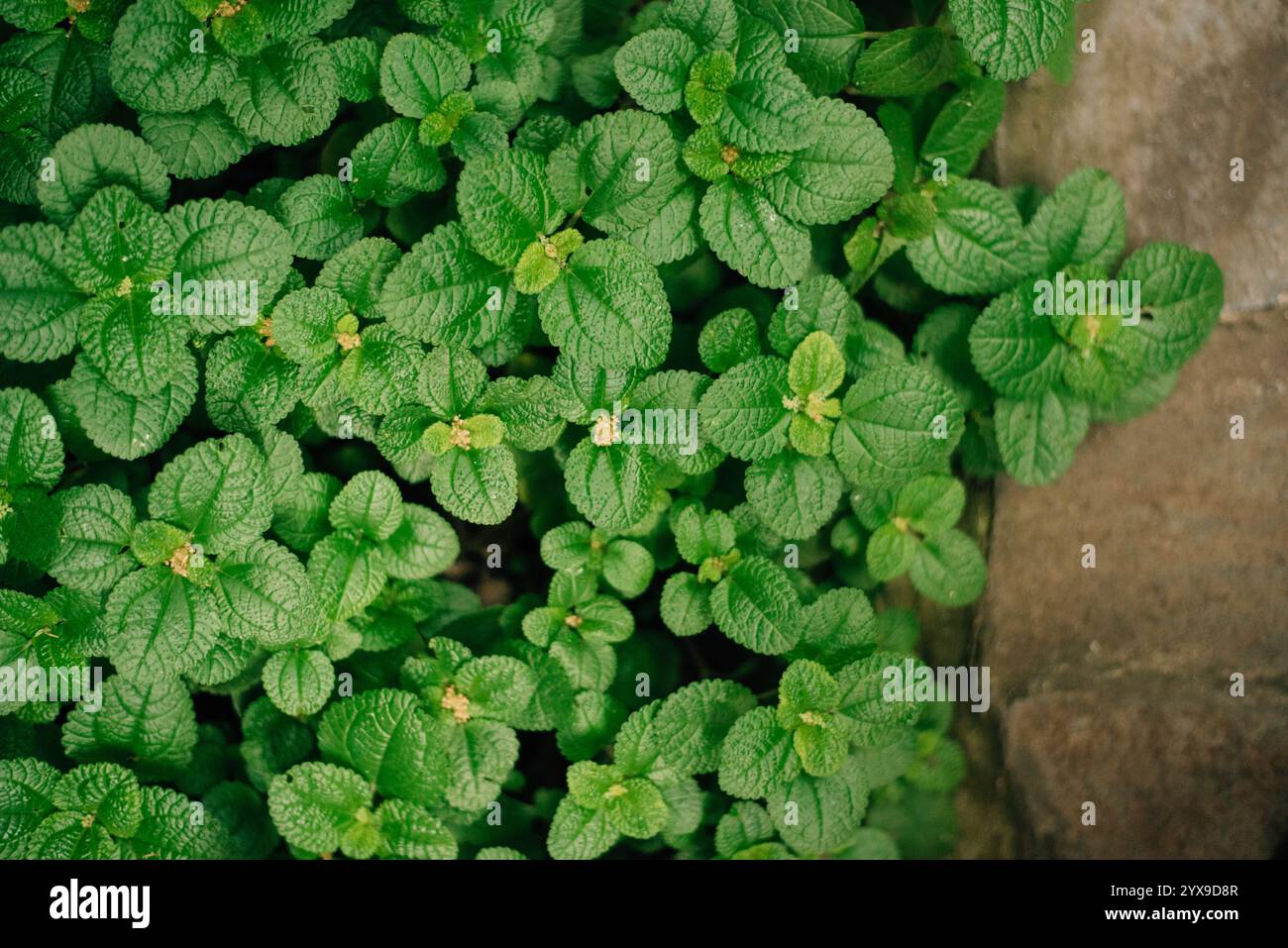 many green plants in the botanical garden. High quality photo Stock ...