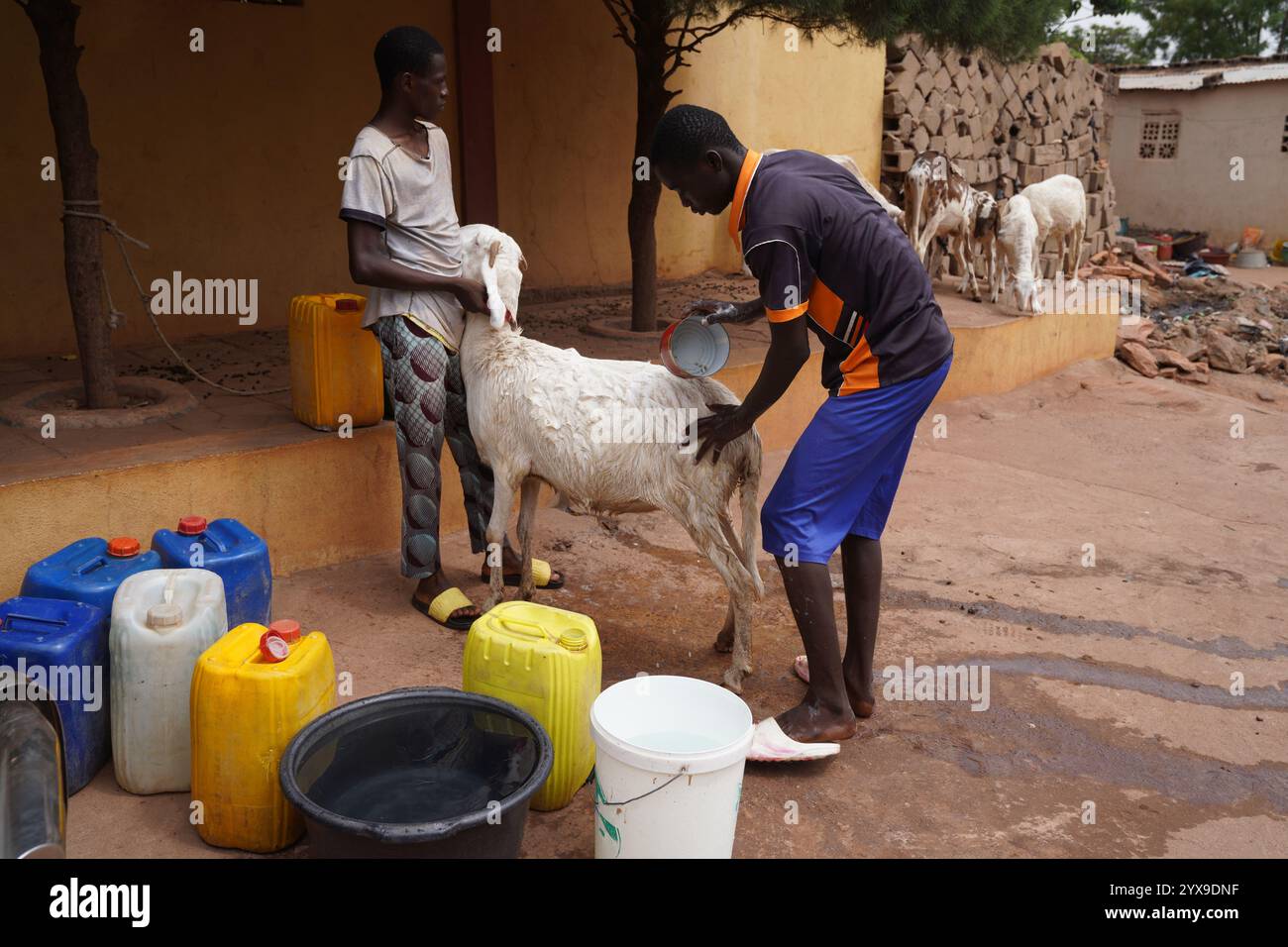 Two young African village boys preparing a goat for the sacrificial ...