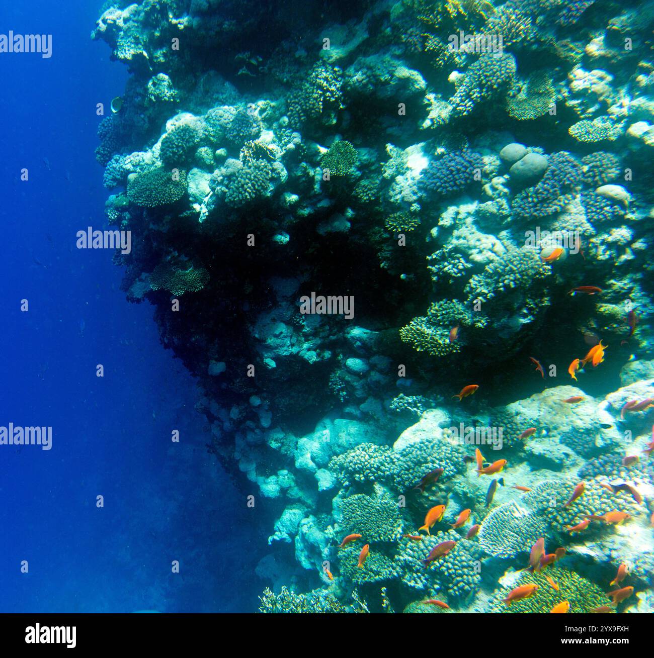 Nice photo coral reef hi-res stock photography and images - Alamy
