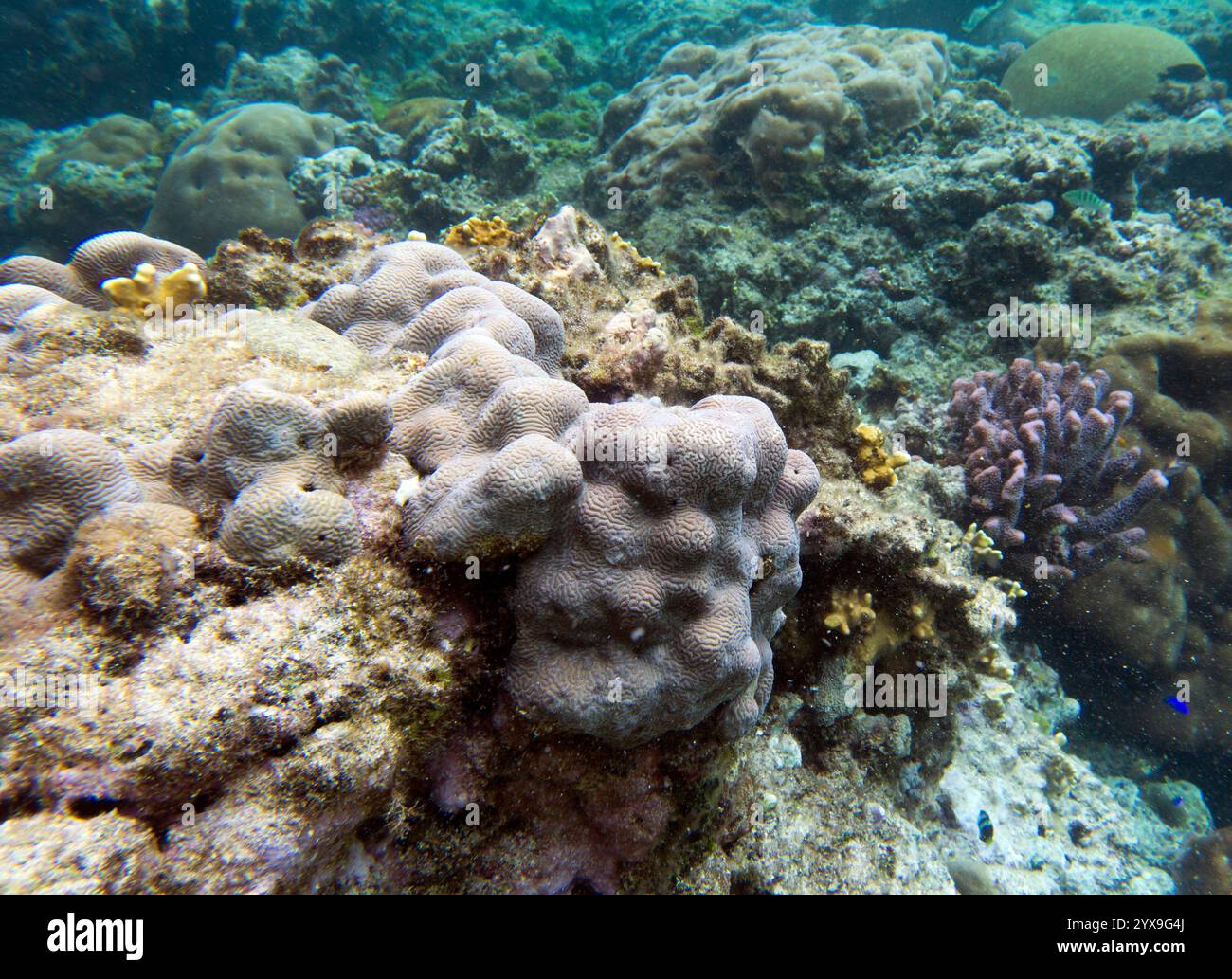 Nice corals reef fish hi-res stock photography and images - Alamy