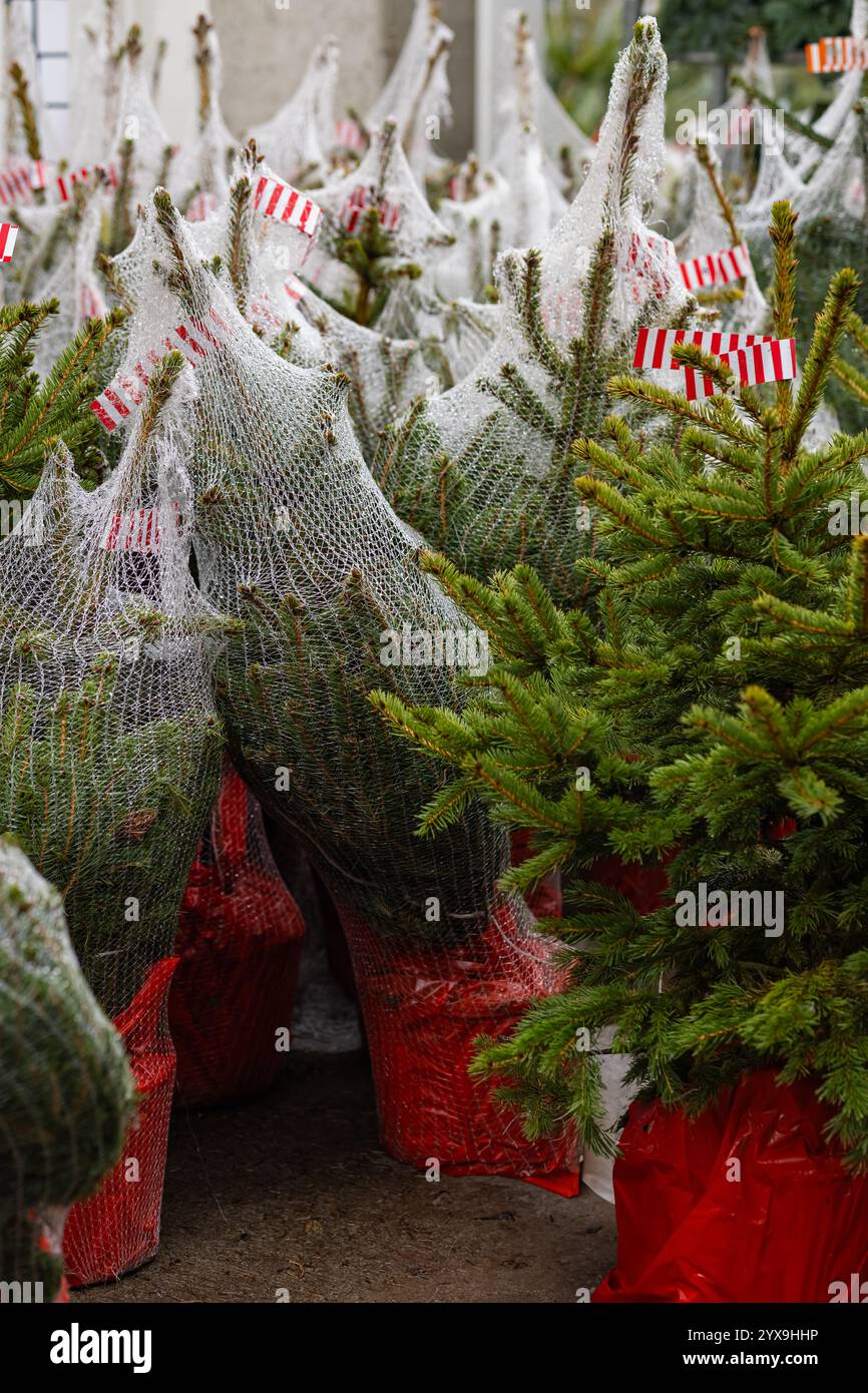 Potted Christmas trees with roots wrapped in protective netting ready ...