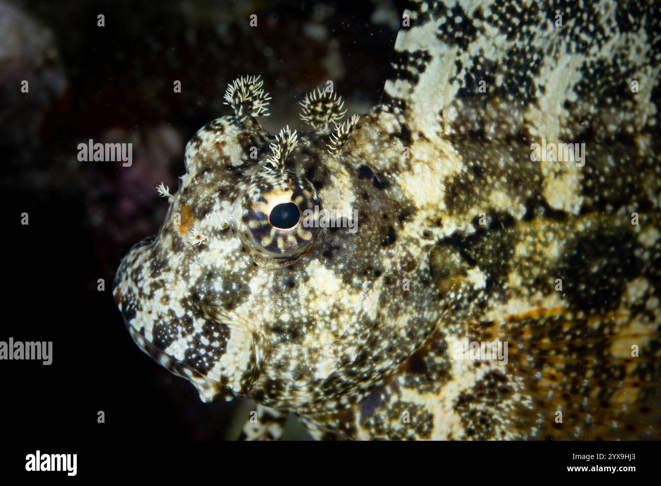 Detail of a Jeweled blenny, Salarias fasciatus, on a coral reef in Indonesia. These small fish ...