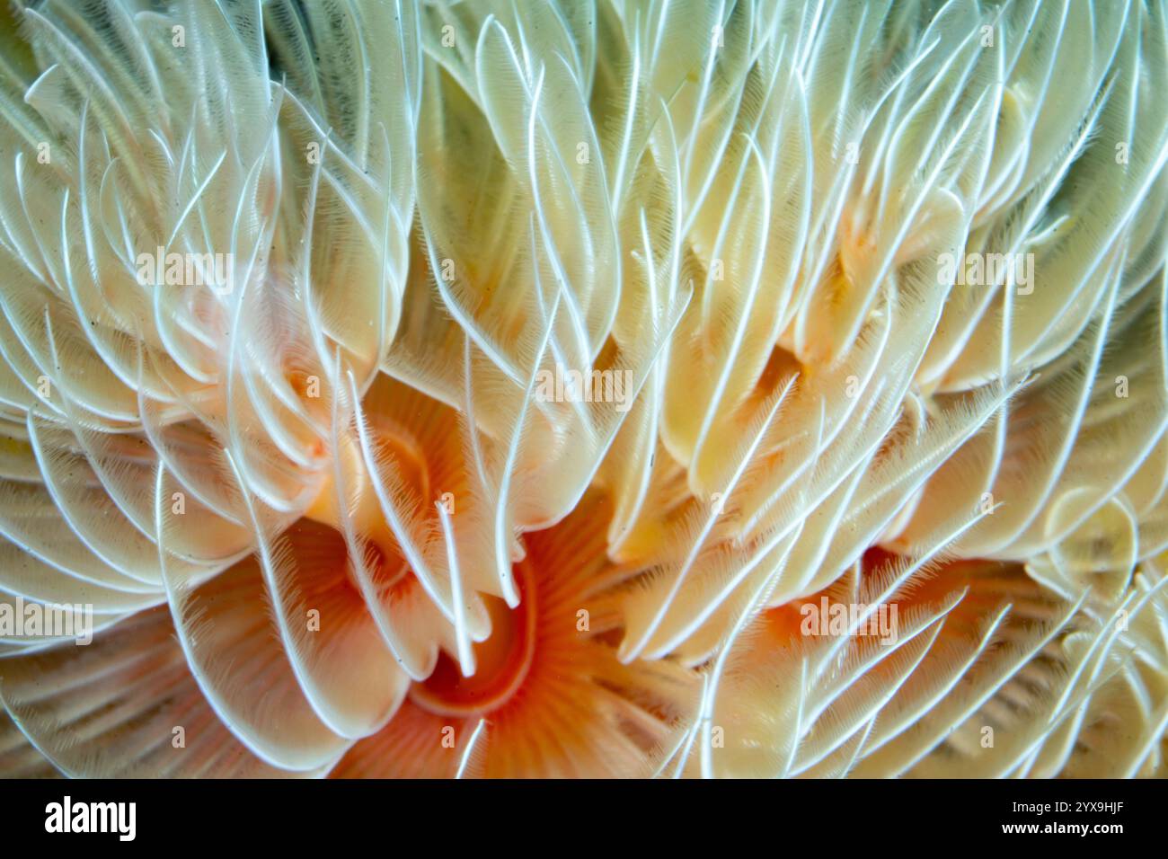 An attractive feather duster worm grows on a coral reef in Lembeh ...