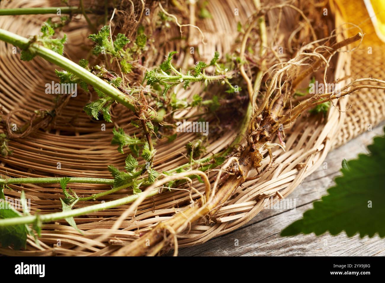 Fresh stinging nettle root and rhizome on a table. Wild medicinal plant ...