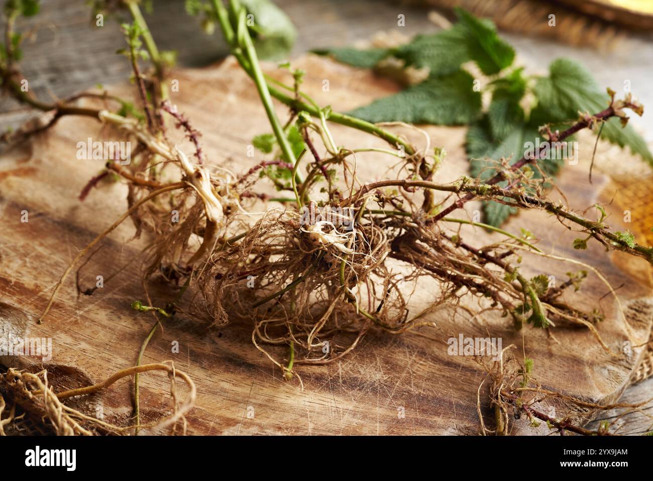 Fresh whole stinging nettle root and rhizome - ingredient for herbal ...