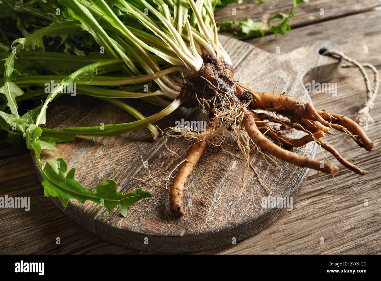 Fresh whole dandelion plant with roots on a table. Herbal medicine ...
