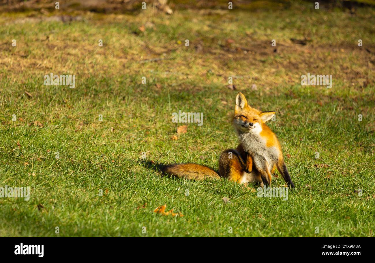 Red fox grooming itself Stock Photo - Alamy