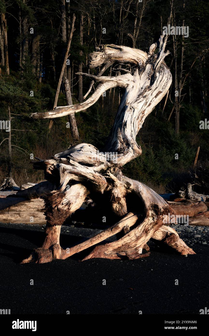 Drifftwood hi-res stock photography and images - Alamy