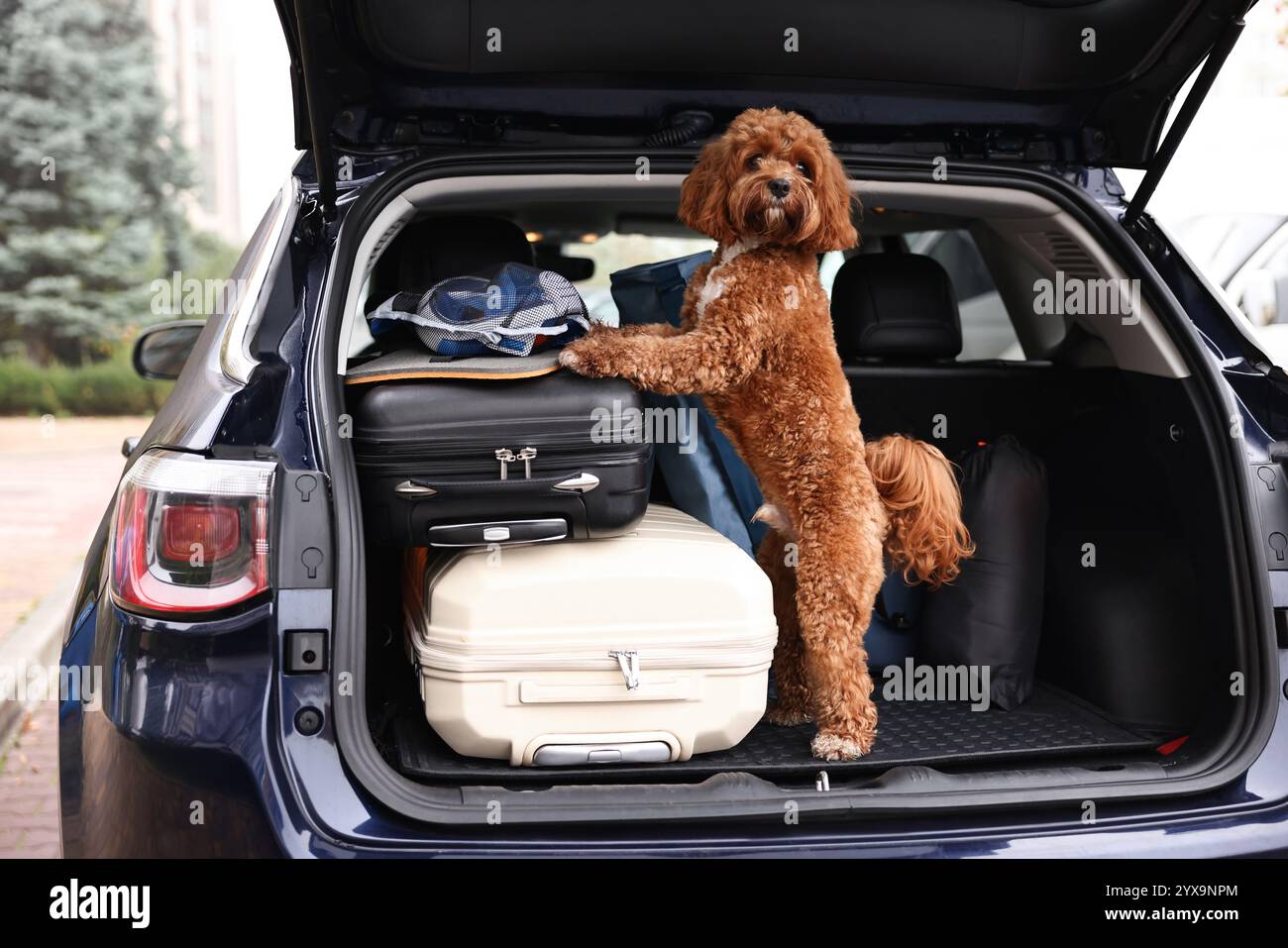 Cute Cavapoo dog with suitcases and other stuff in car trunk Stock ...