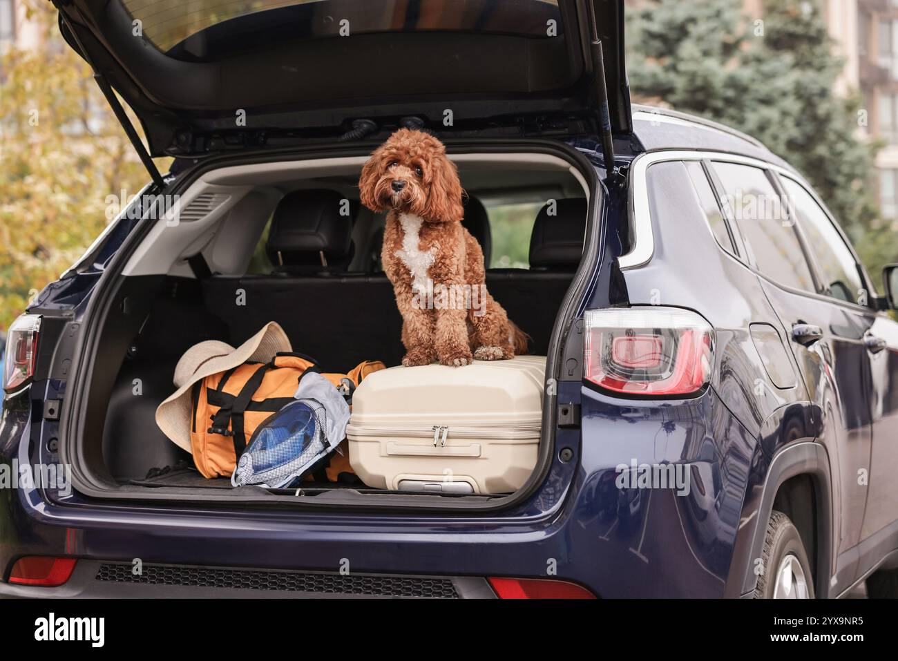 Cute Cavapoo dog with suitcase and other stuff in car trunk Stock Photo ...