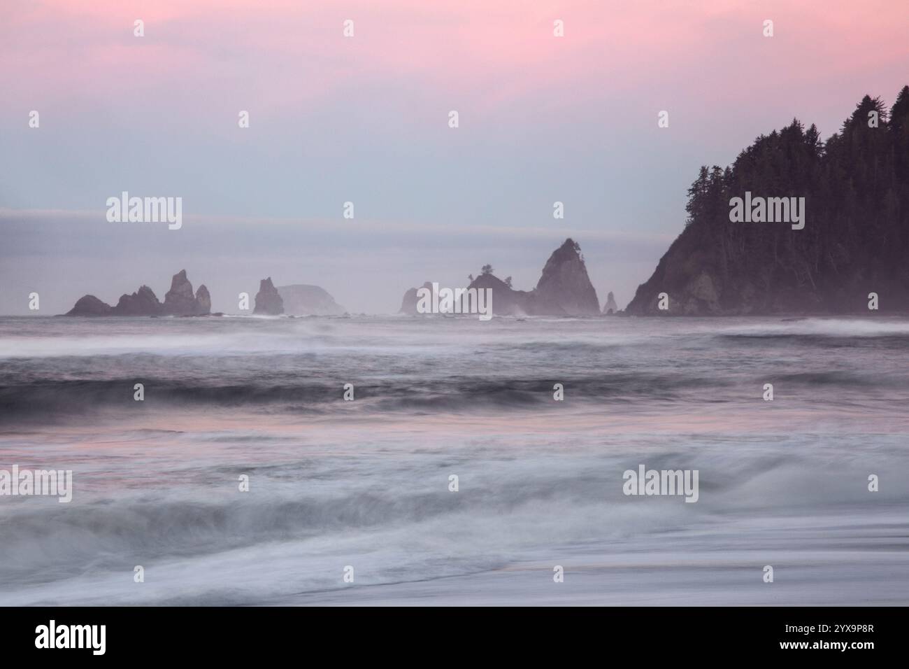 WA26270-00....WASHINGTON -Sunrise with sea stacks Rialto Beach near ...