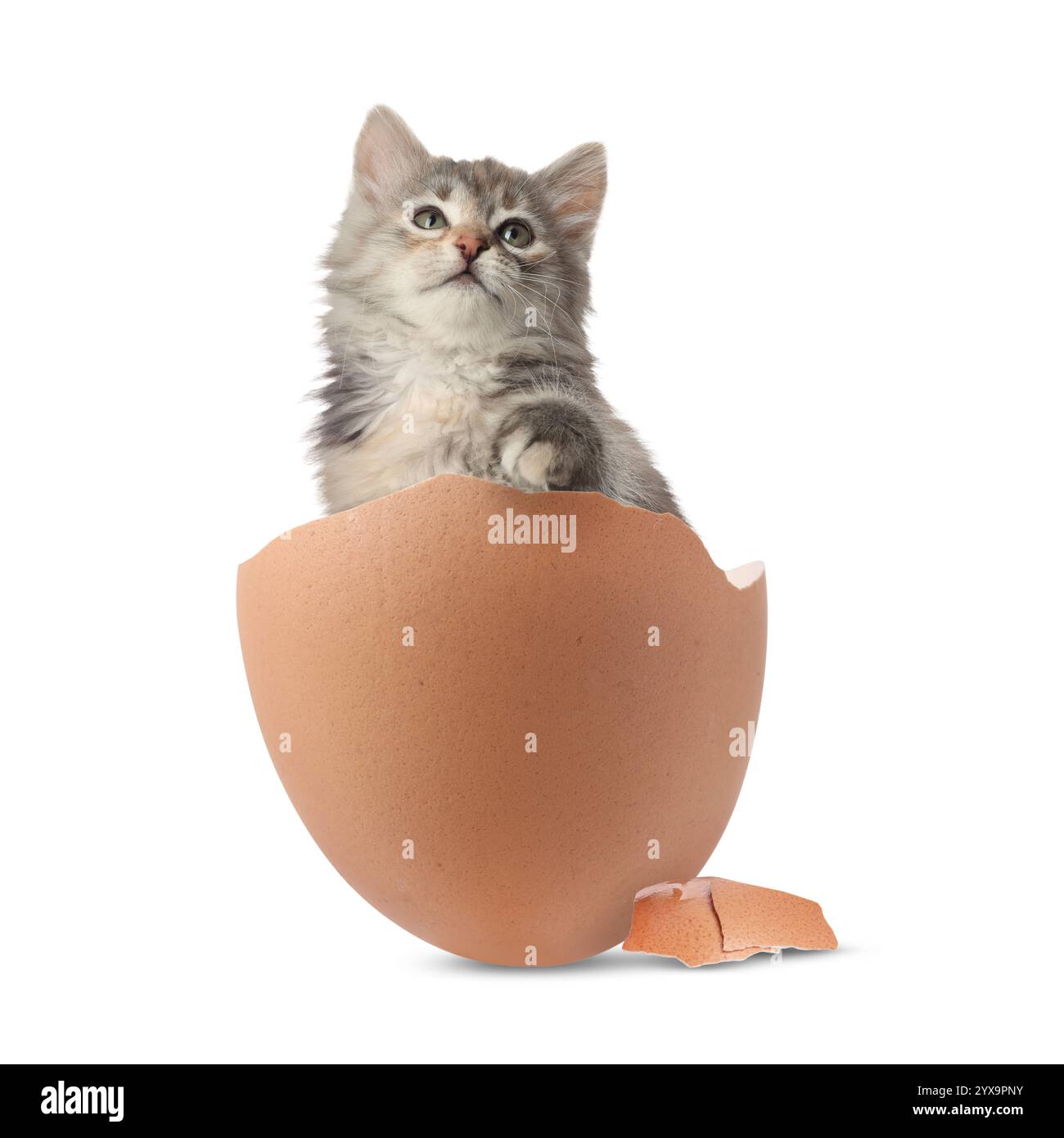 Cute kitten looking out of cracked eggshell on white background. Baby ...