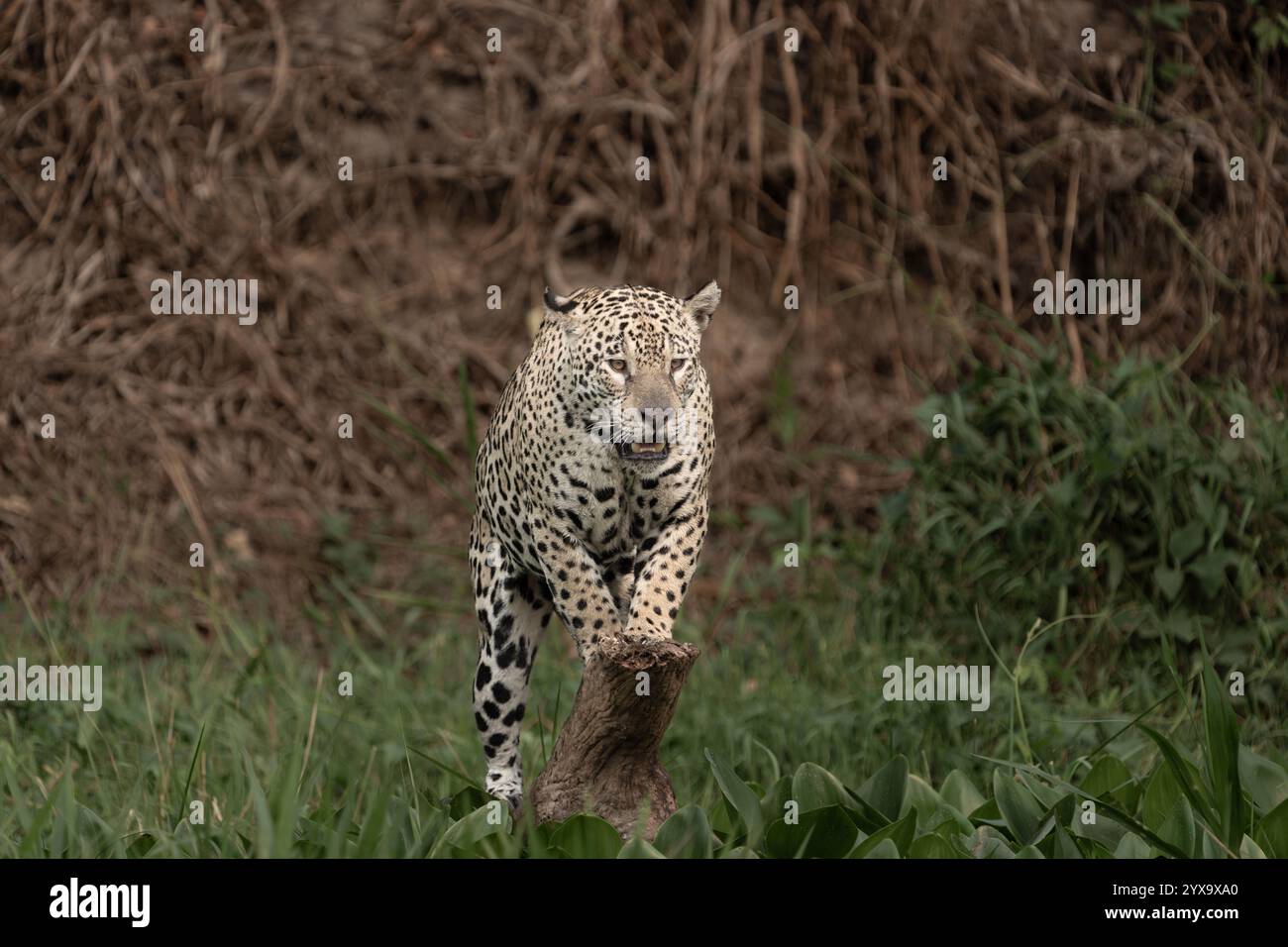 Jaguar posing for portrait on log by river in the Pantanal Brazil Stock ...