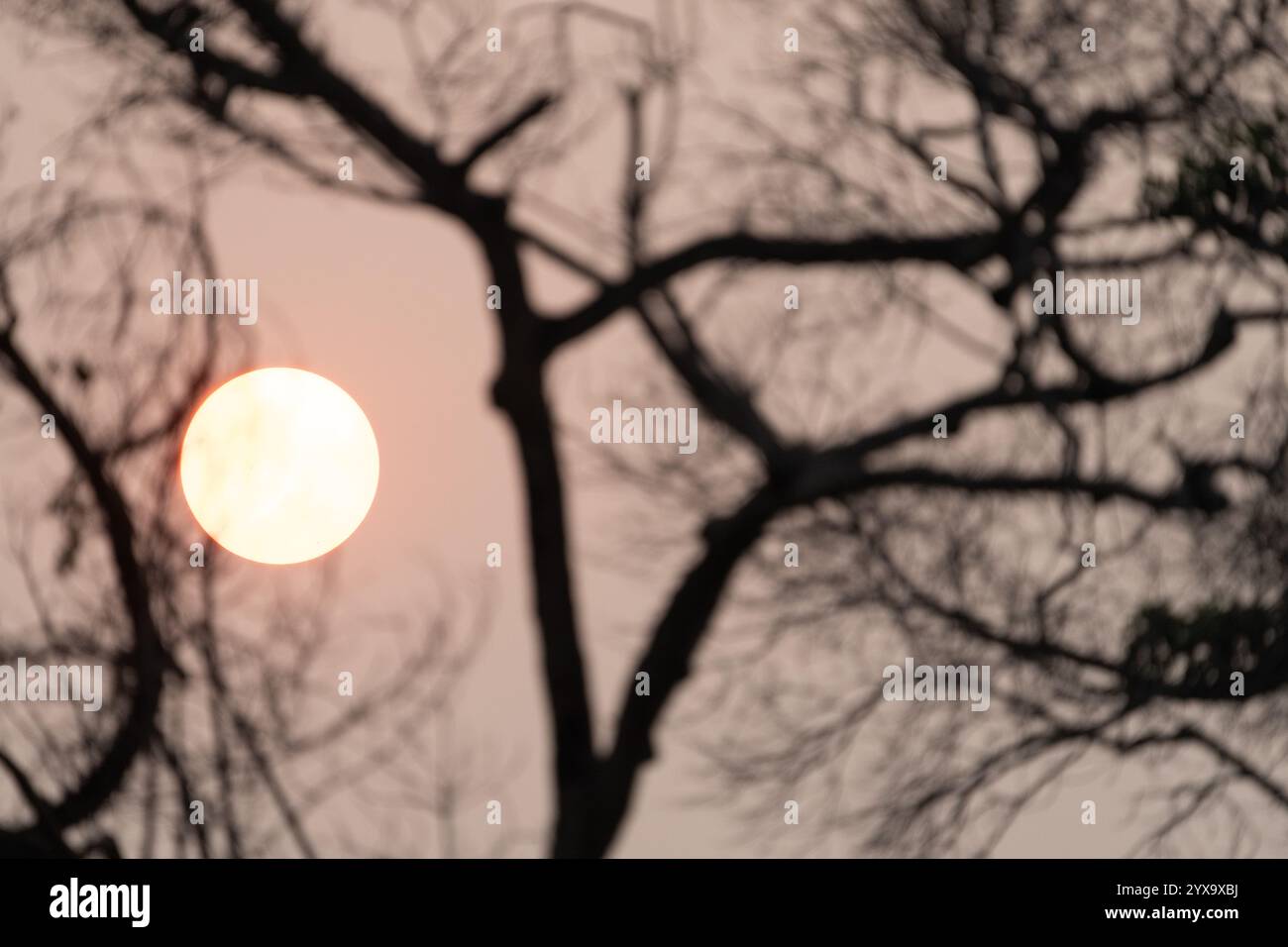 Glow of sun through smokey sky and in silhouette leafless trees in ...