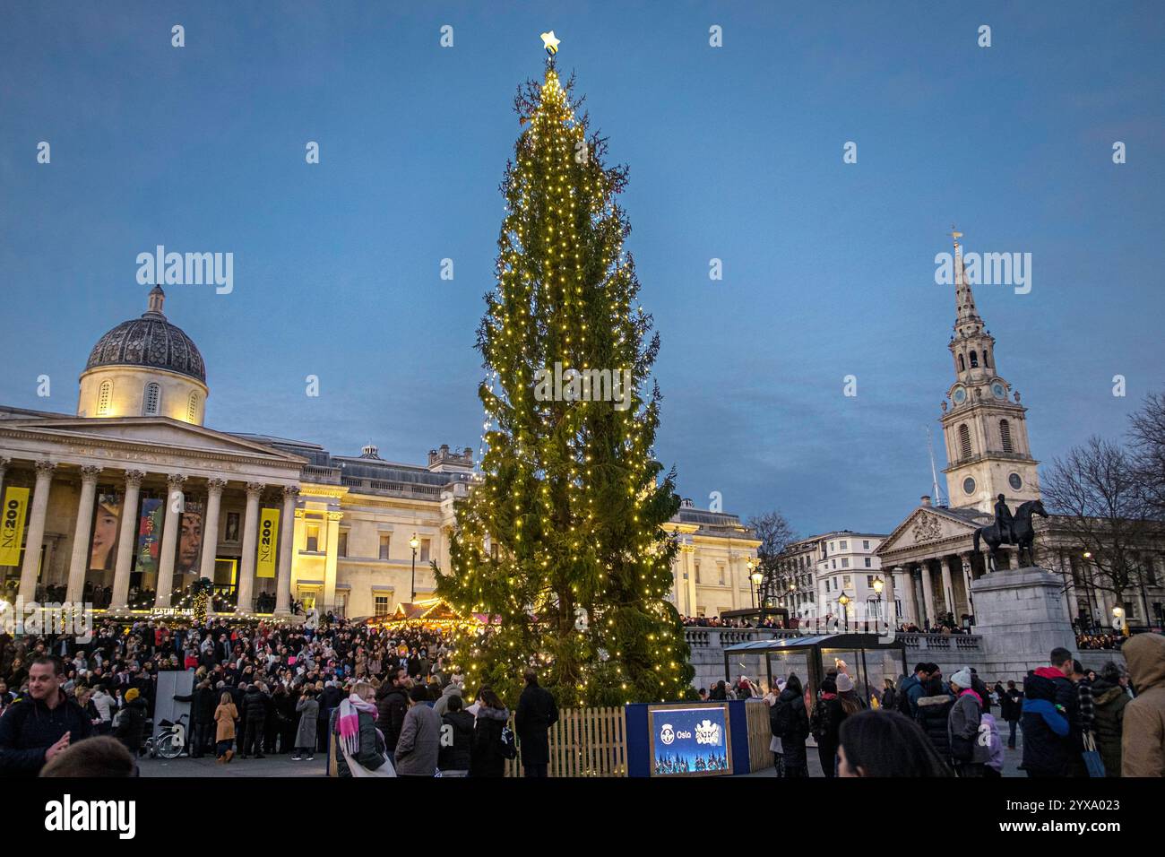 Trafalgar Square Christmas tree, London UK. 2024 marks the 77th ...