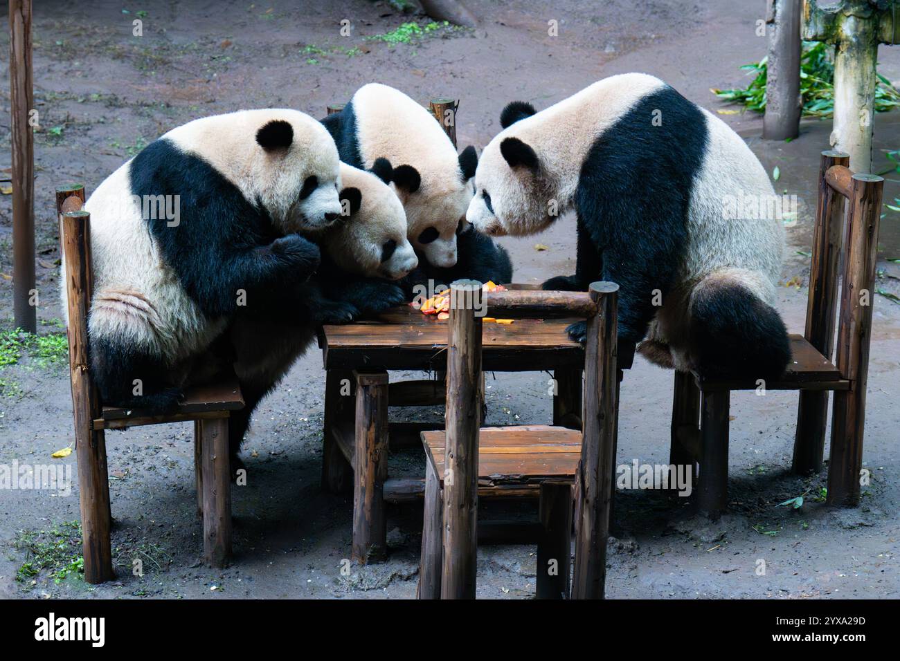 CHONGQING, CHINA - DECEMBER 14, 2024 - Giant pandas eat around a table ...