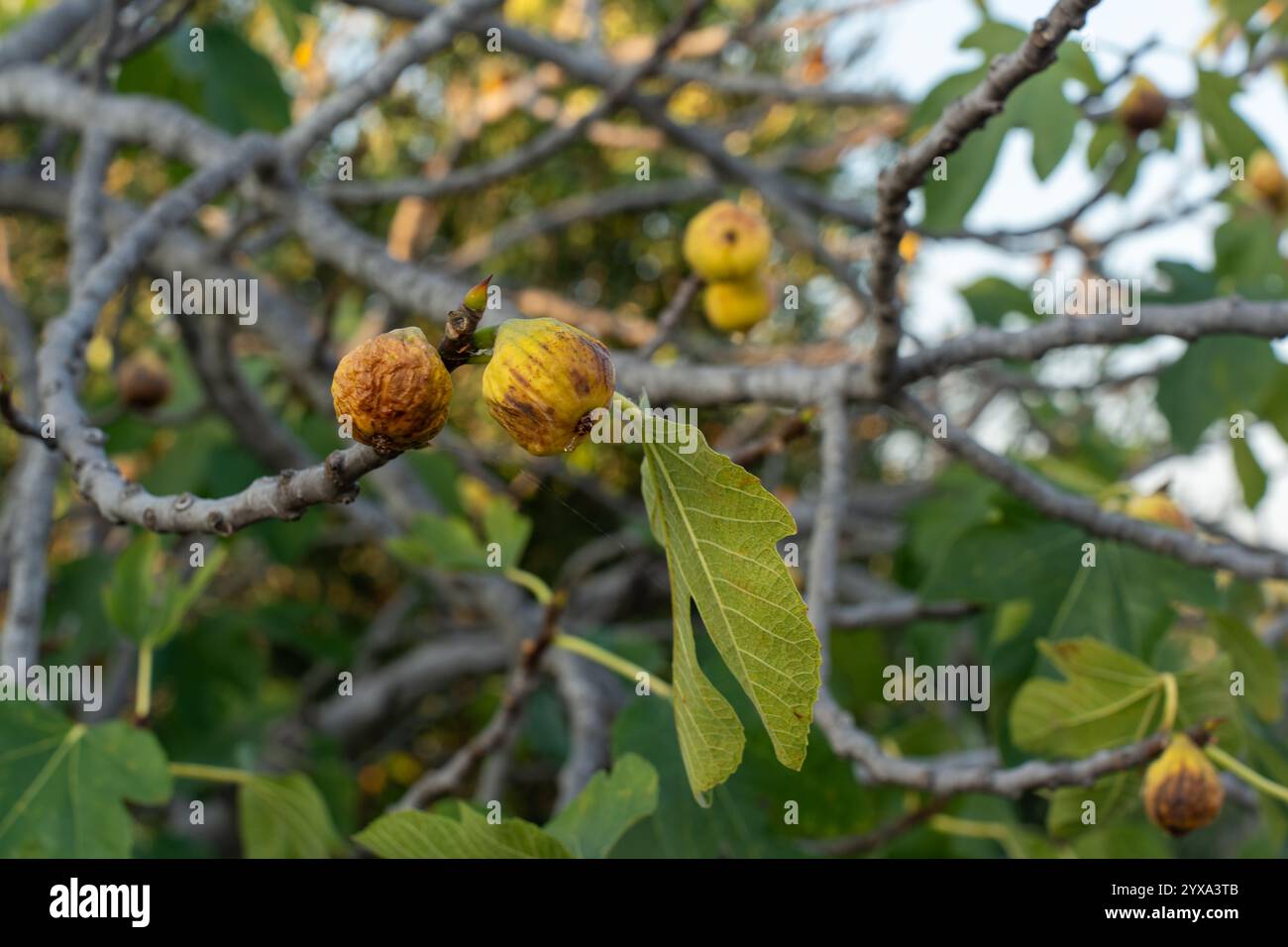 Dried figs hanging hi-res stock photography and images - Alamy