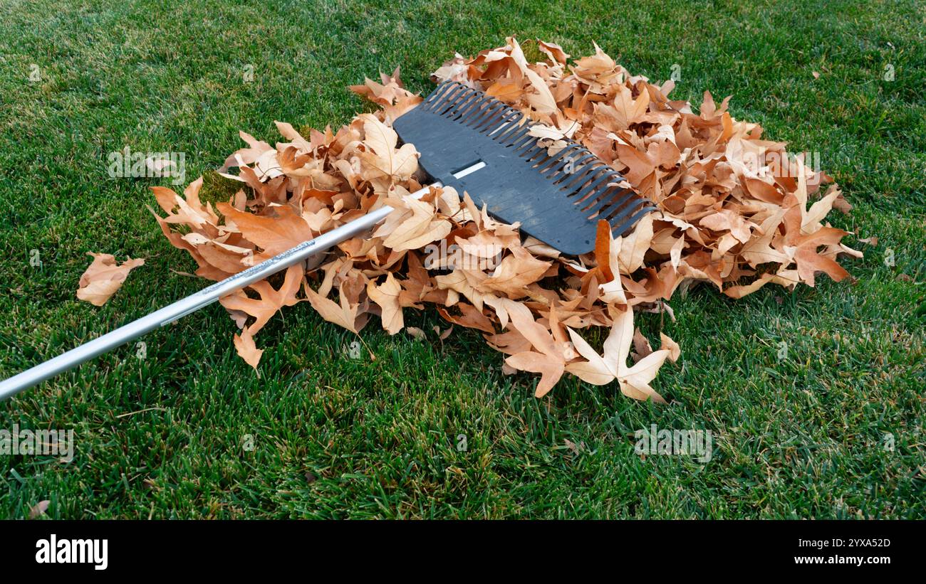 Pile of autumn leaves on grass with rake Stock Photo - Alamy