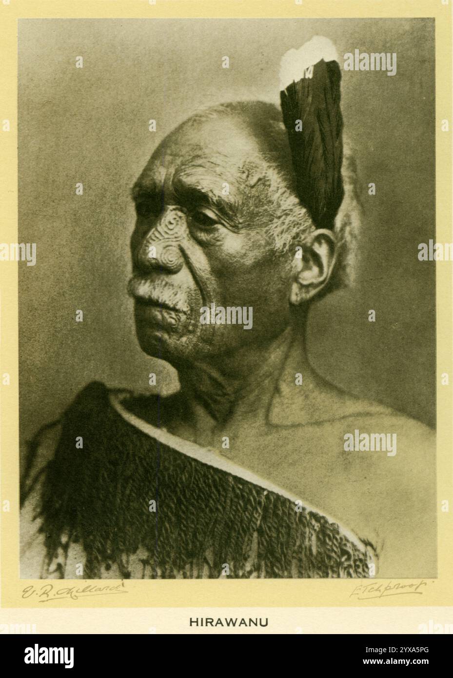 Portrait of the elderly Maori chief, Hirawanu, from a 1942 publication ...