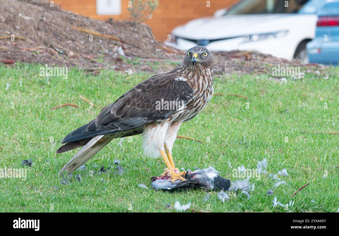 Harrier hawk new zealand hi-res stock photography and images - Alamy
