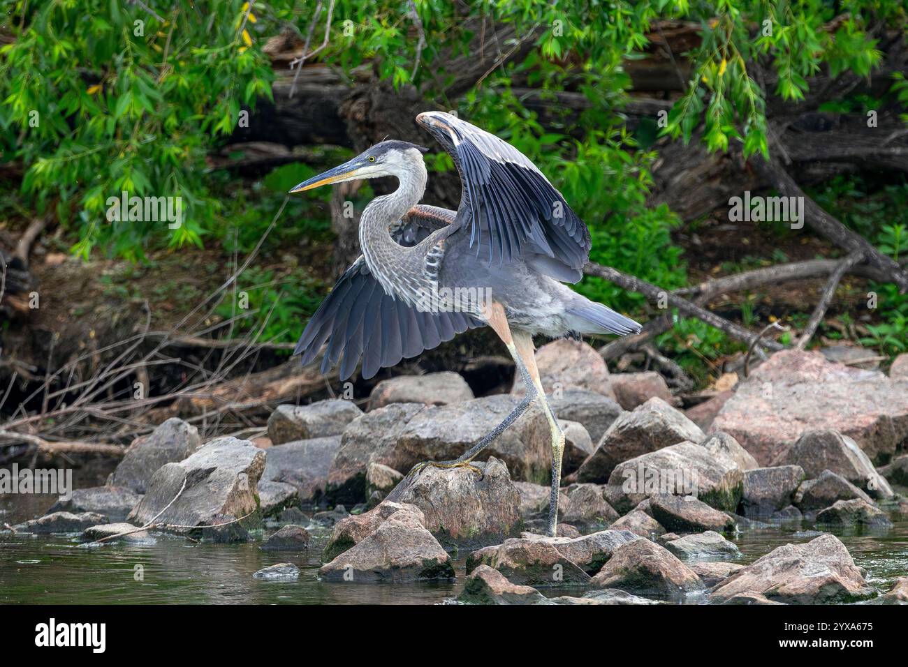 A Great Blue Heron walking along the rocks of a slow flowing creek with ...