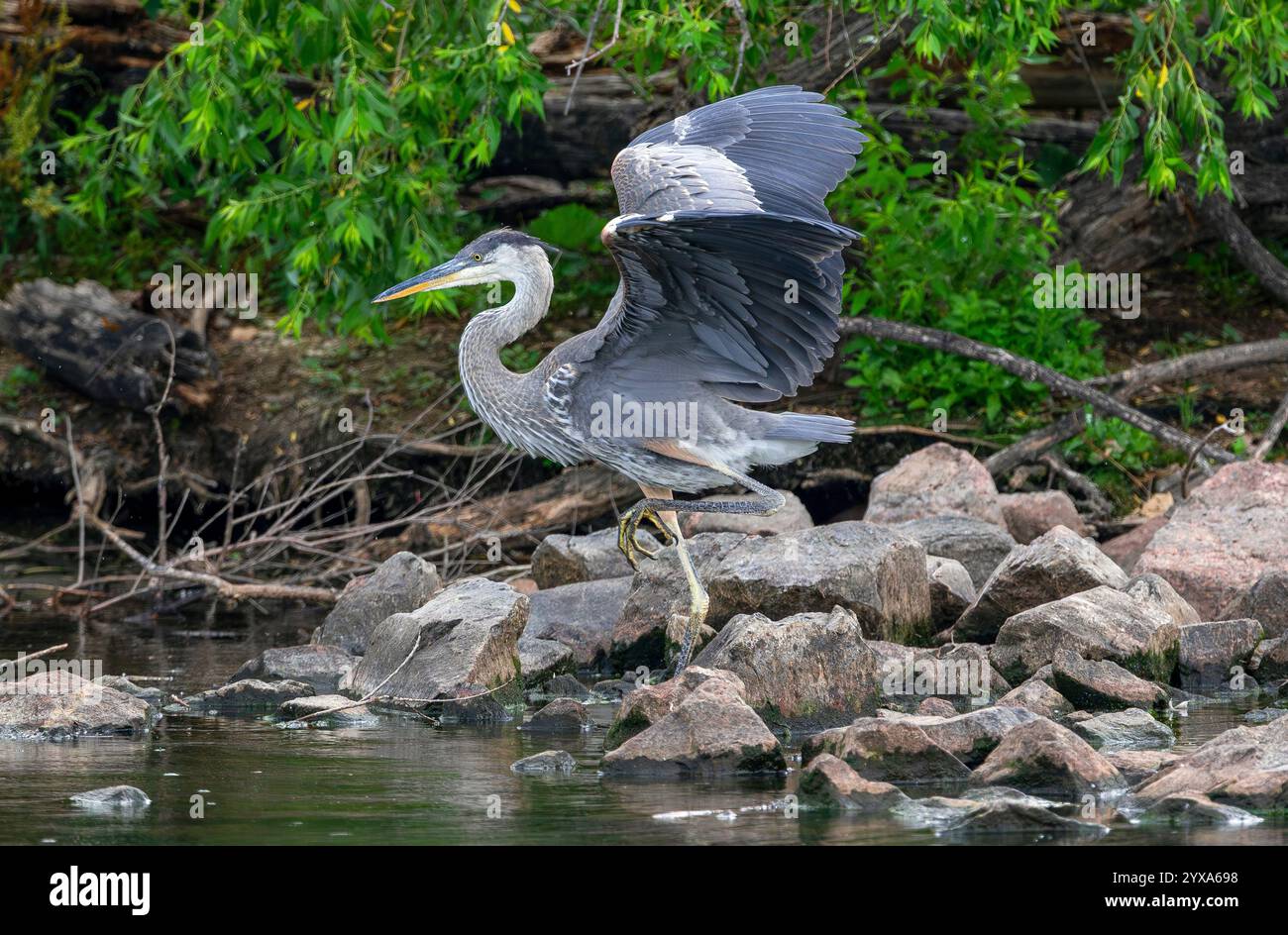 A beautiful Great Blue Heron taking a step as it makes its way through ...