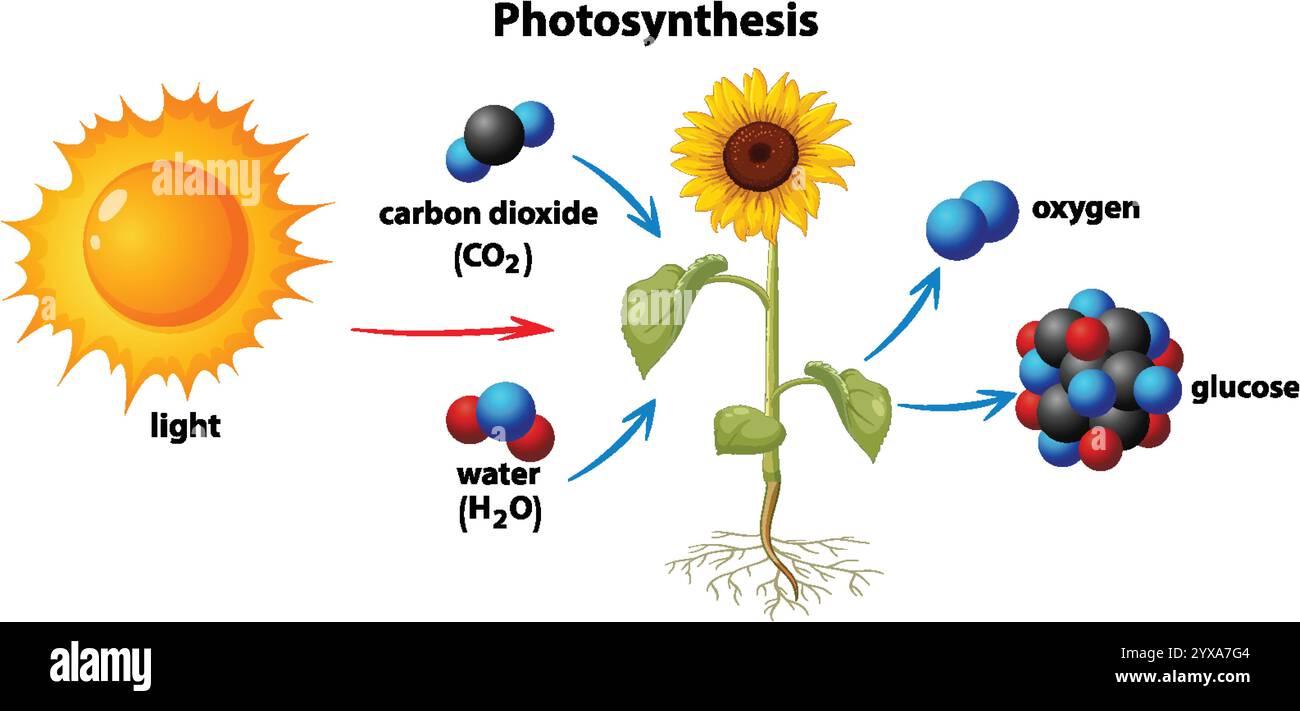 Diagram showing photosynthesis with sun, plant, molecules Stock Vector ...
