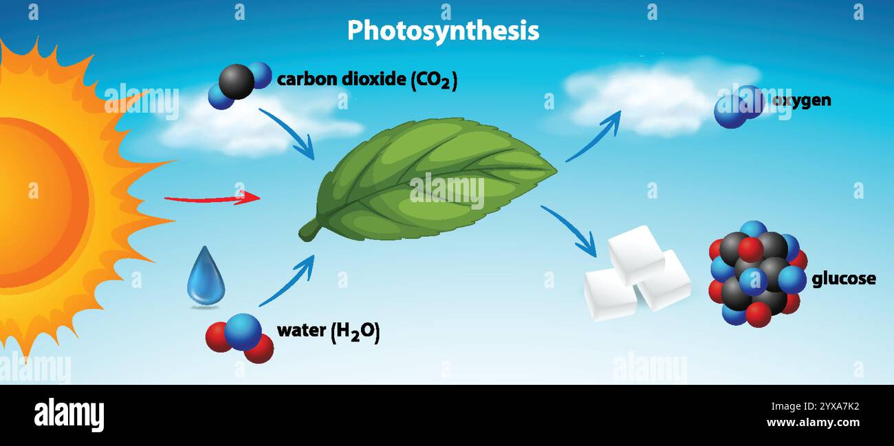 Diagram showing photosynthesis with key elements labeled Stock Vector ...