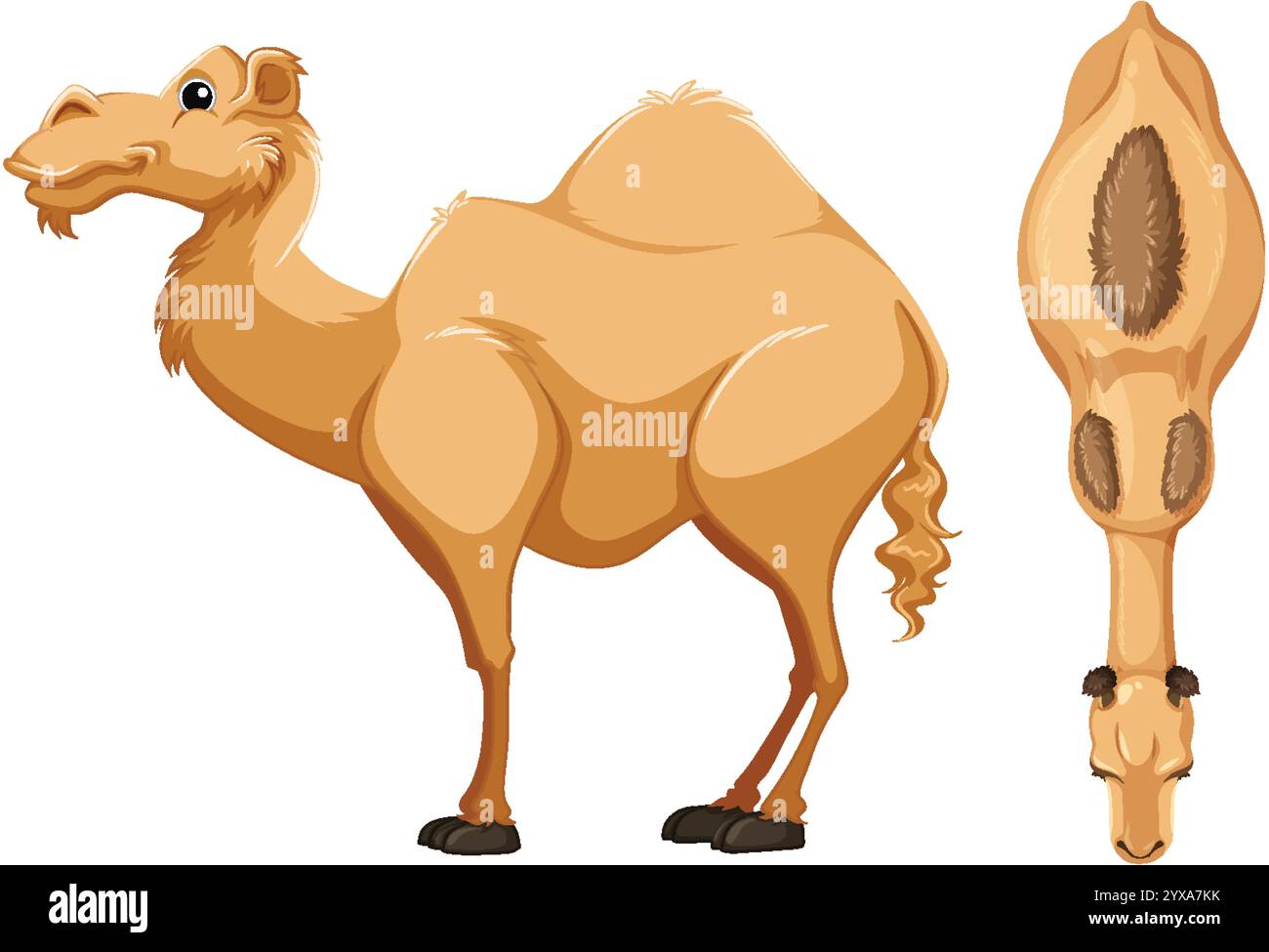Side and top views of a camel illustration Stock Vector Image & Art - Alamy