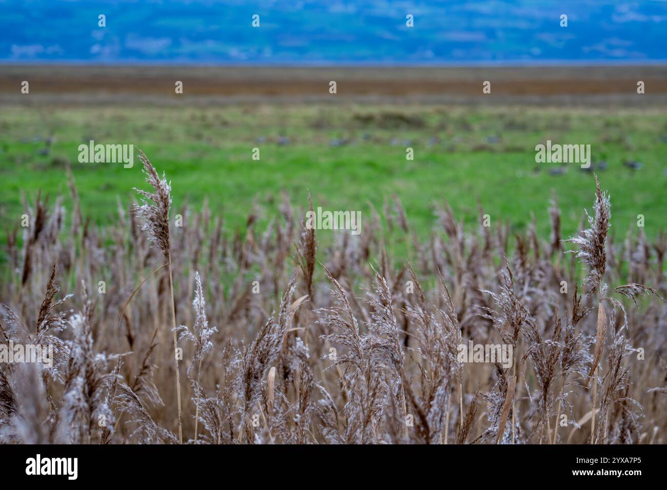 Feathery reeds hi-res stock photography and images - Alamy