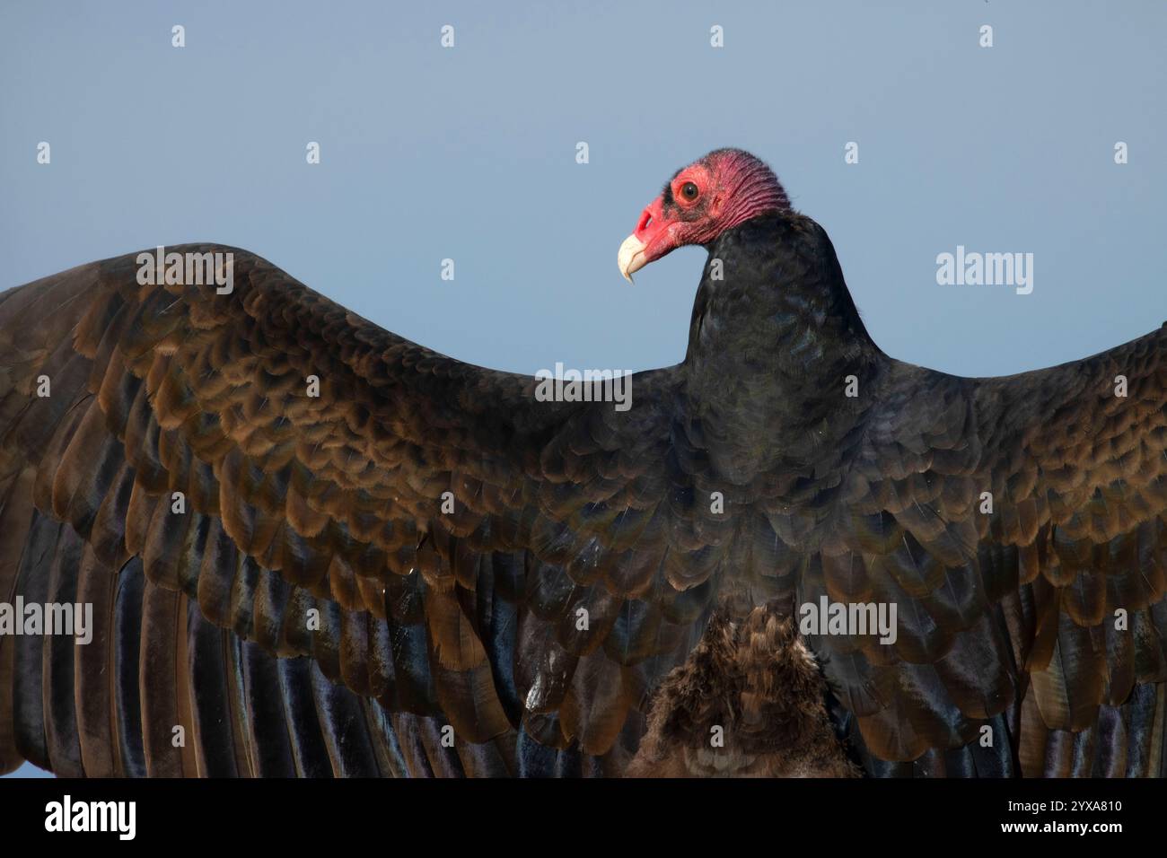Turkey Vulture (Cathartes aura), Gray Lodge Wildlife Area, California ...