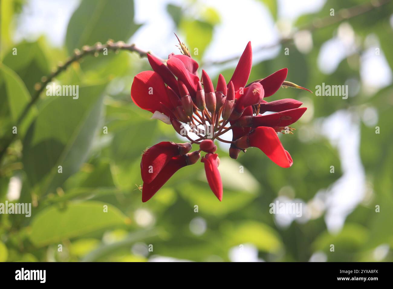 Dadap tree hi-res stock photography and images - Alamy