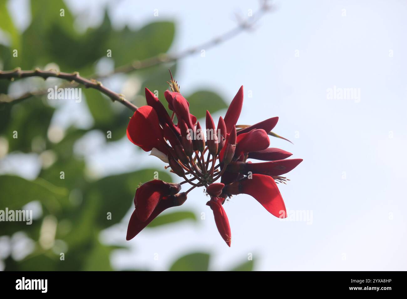 Dadap tree hi-res stock photography and images - Alamy