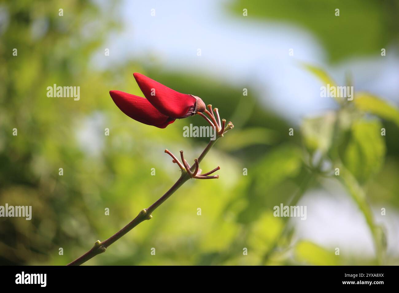 Dadap tree hi-res stock photography and images - Alamy