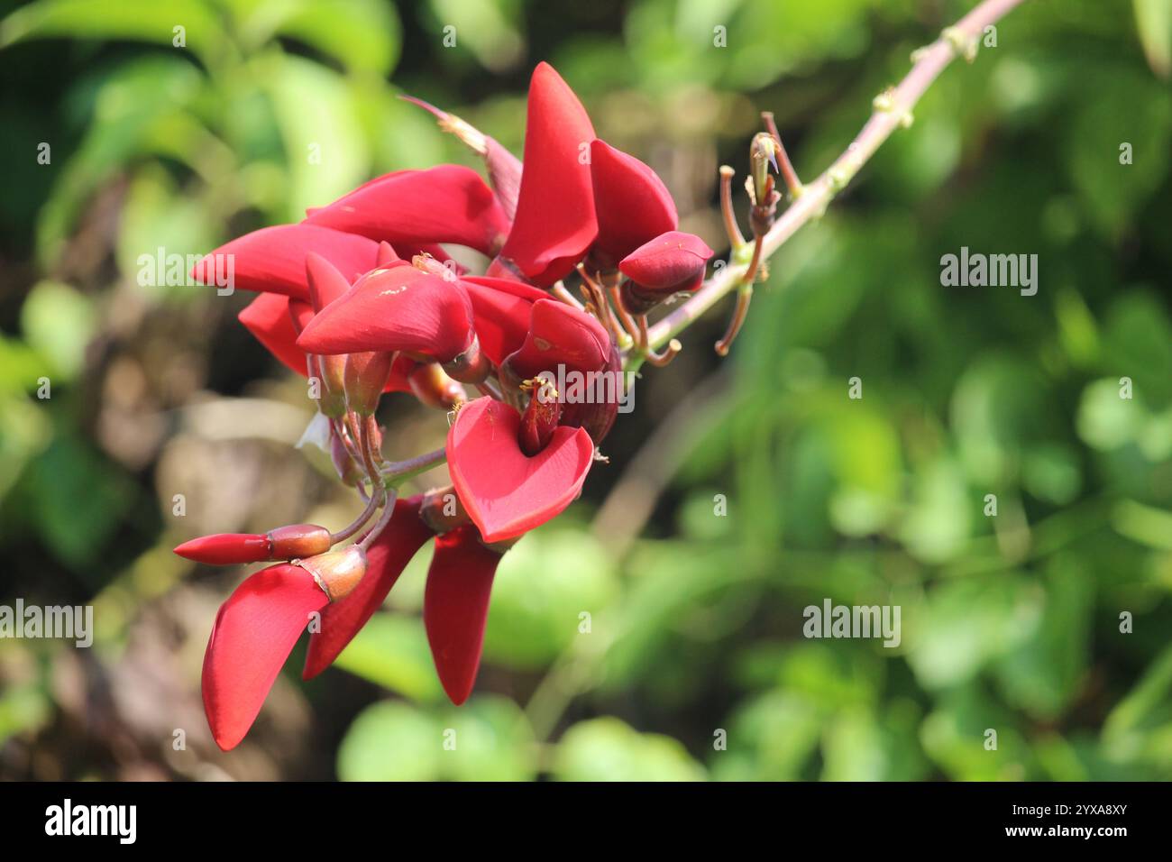 Dadap tree hi-res stock photography and images - Alamy