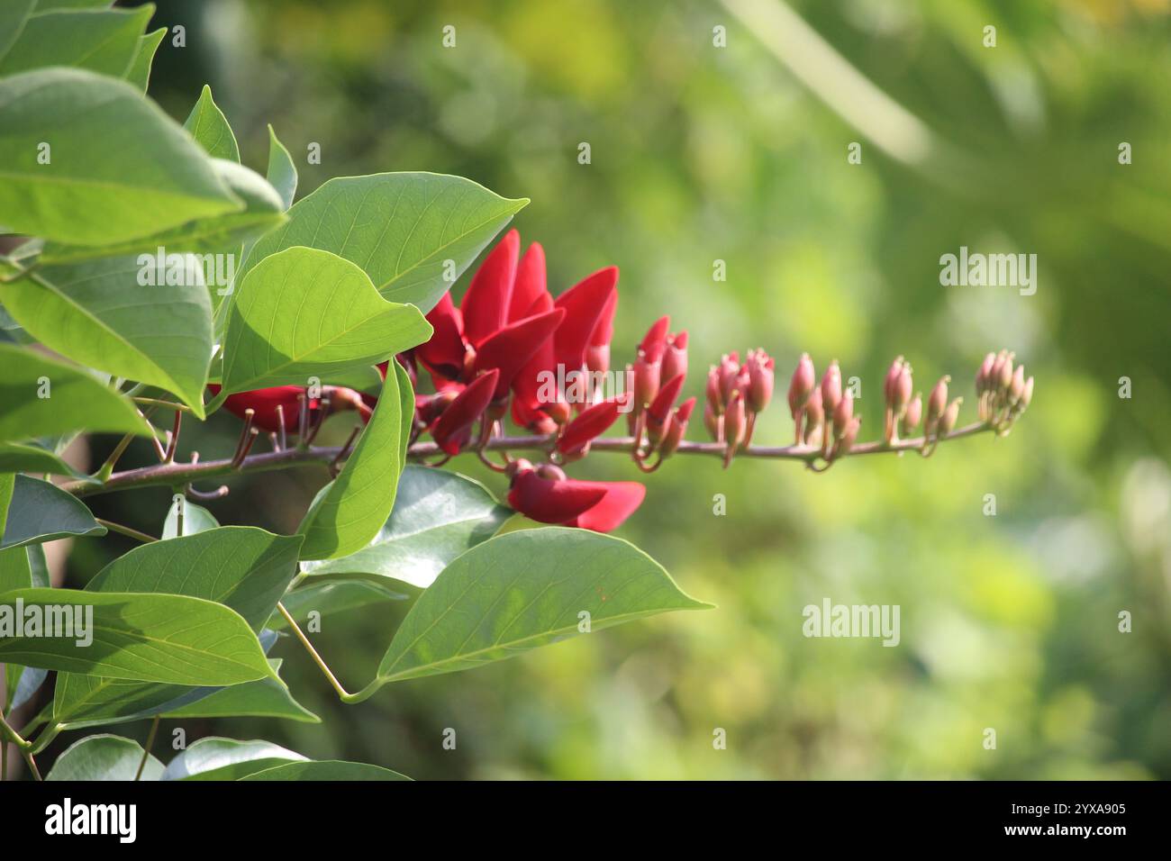 Dadap tree hi-res stock photography and images - Alamy