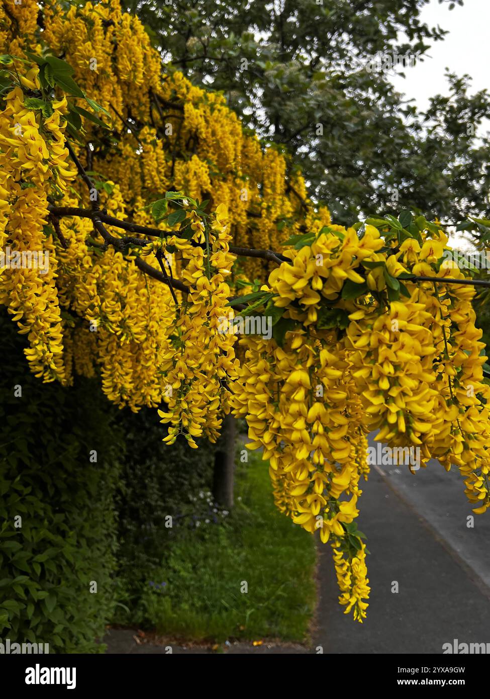 Laburnum X Watereri , is a naturally occuring hybrid species of ...