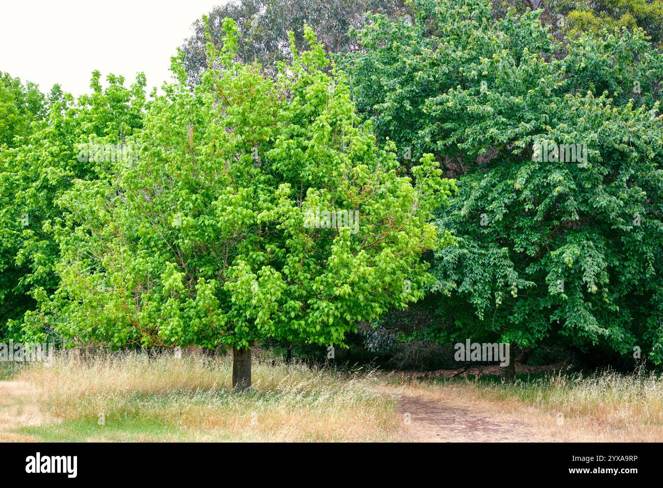 A Box Elder Maple, Acer negundo, in Golden Valley Treet Park in ...
