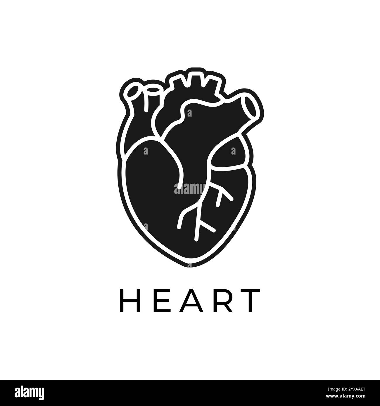 Human heart anatomy outline hi-res stock photography and images - Alamy
