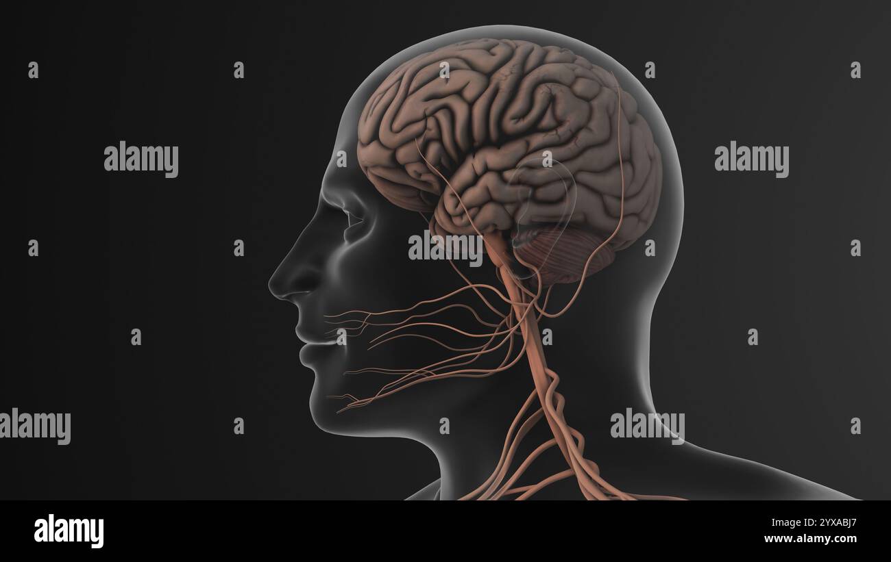 Facial Pain Triggered by Trigeminal Nerve Compression Stock Photo - Alamy