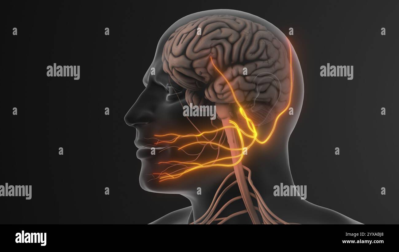 Facial Pain Triggered by Trigeminal Nerve Compression Stock Photo - Alamy